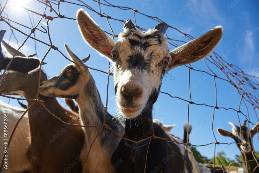 Billy Goat on Goat Farm in Maui, Hawaii Stock Photo | Adobe Stock