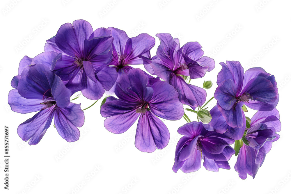 Purple Flowers isolated on transparent background png Stock Photo ...