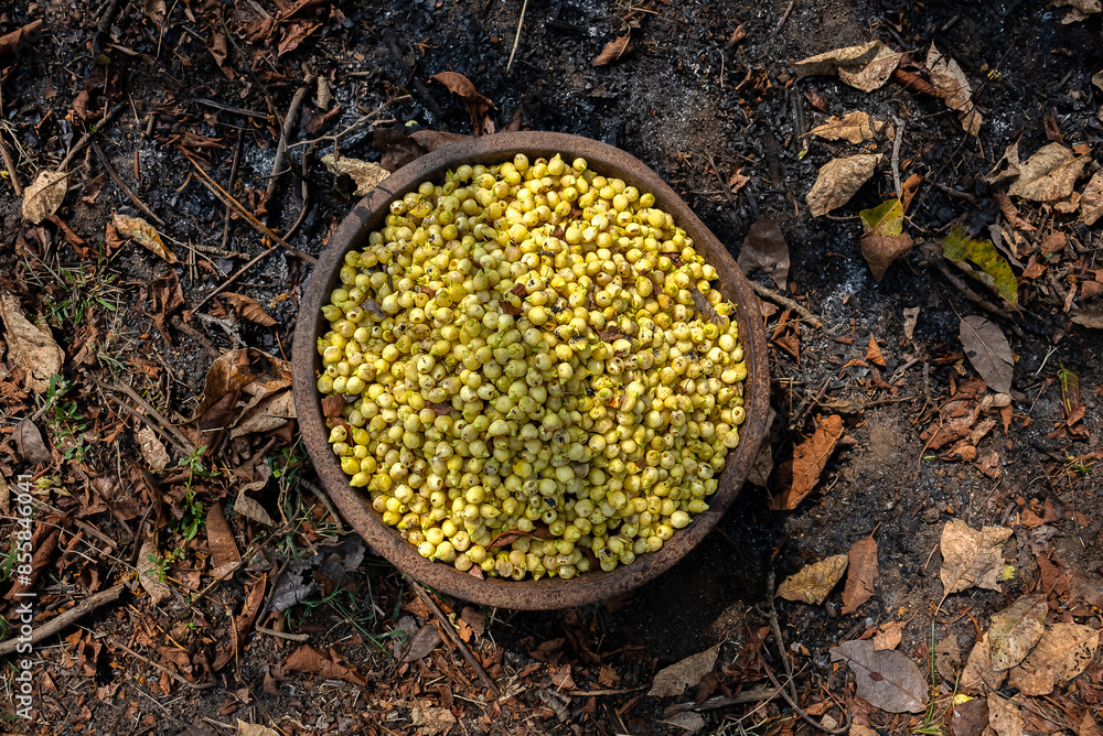 Mahua flower is edible and is a food item for tribals. They use it to ...