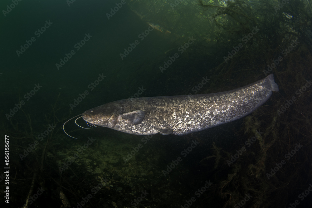 Wels catfish is near the bank. Wels during dive. European fish in fresh ...