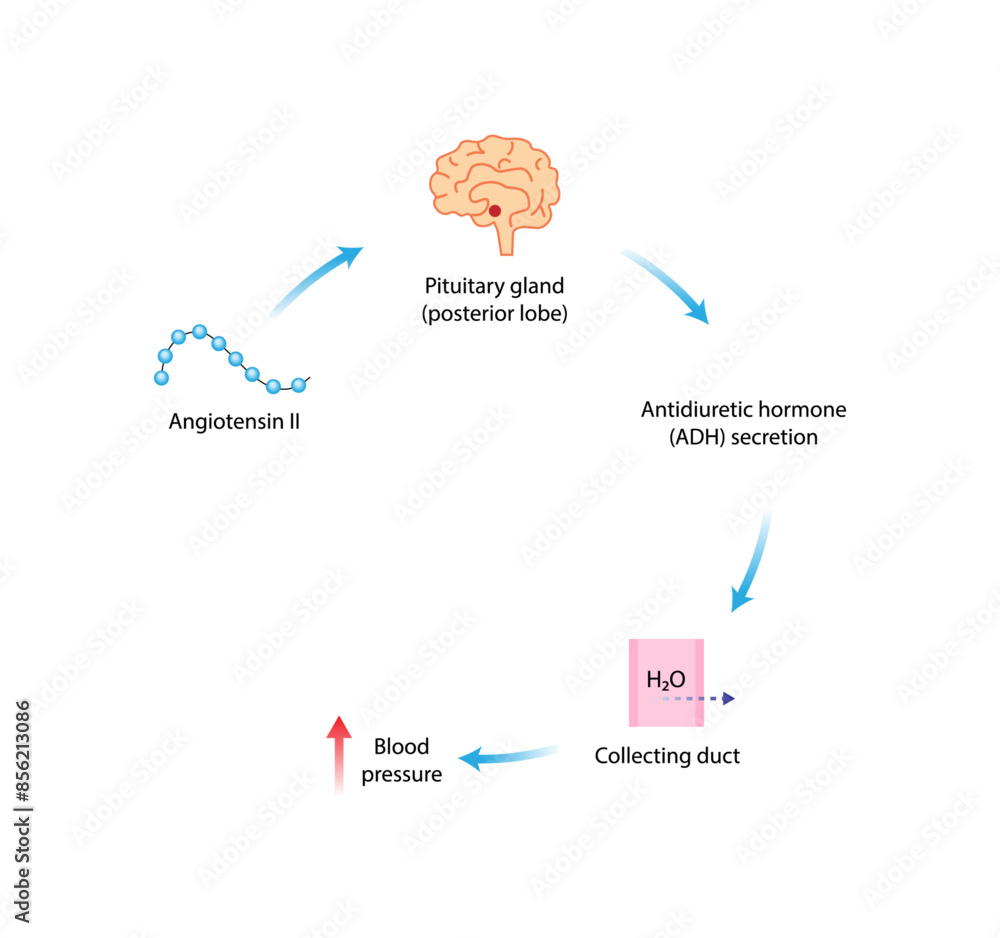 Angiotensin Ii Acts On Pituitary Gland Antidiuretic Hormone Adh
