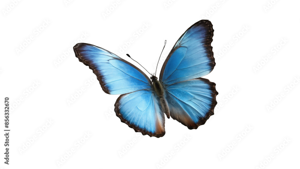 blue morpho butterfly isolated on white background , transparent png ...