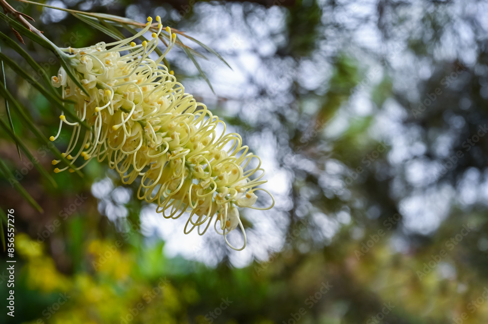 White Grevillea banksii or Silky oak flowers on its tree with leaves on ...