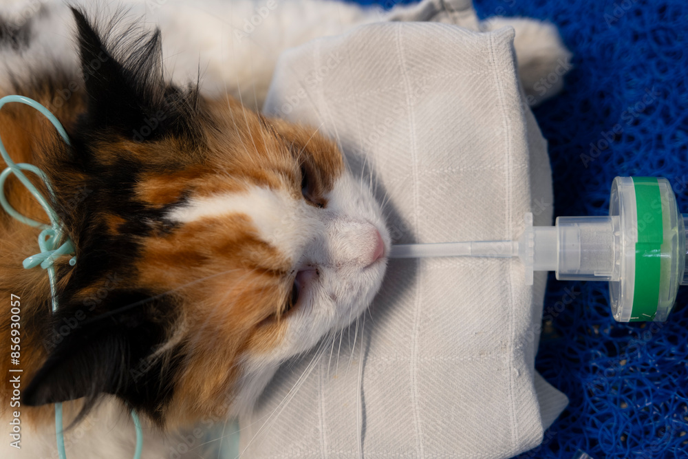 Intubated cat is connected to vital signs monitors. Cat anesthetized ...