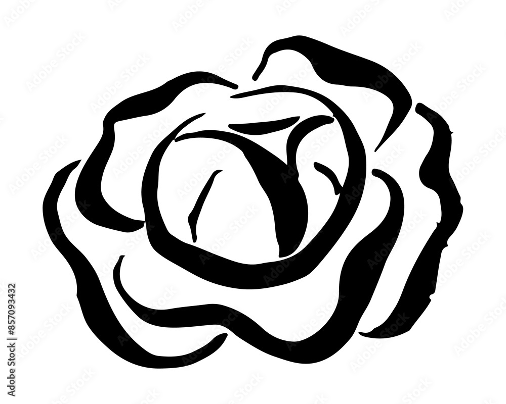 Cabbage drawing hand painted with ink brush. Png clipart isolated on ...