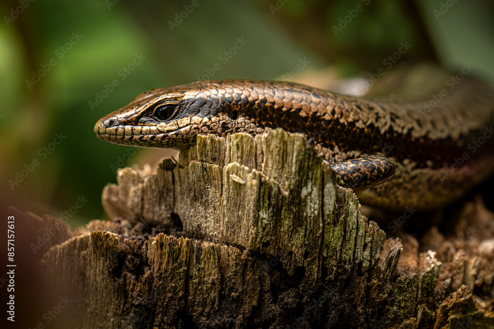 Animal themes: Mabuya or Orosaura nebulosylvestris is a genus of long ...