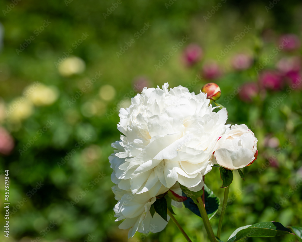 Paeonia laetiflora 'Elsa Sass'. White double flower of Paeonia ...