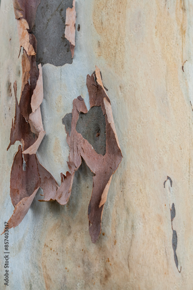Trunk and bark，Corymbia citriodora, lemon-scented gum and other common ...