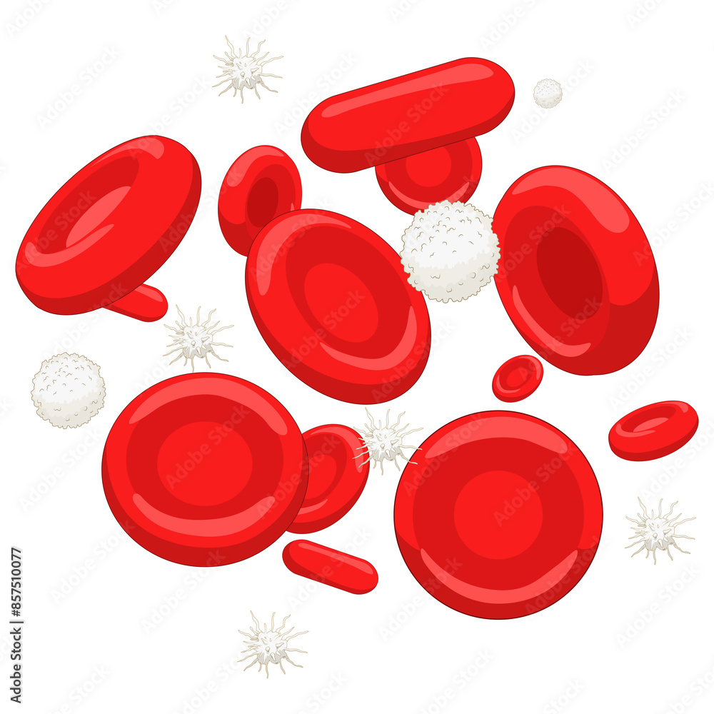 Blood cells erythrocyte platelet leukocyte medical science educational ...