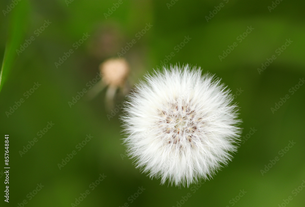 Perfectly round white dandelion fluff floating softly against a dark ...