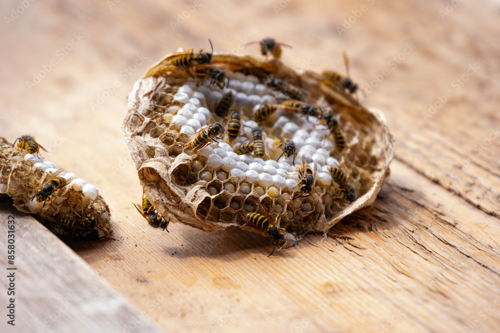 wasp honeycombs, Natural bees nest, insect habitat with larvae, wasp ...