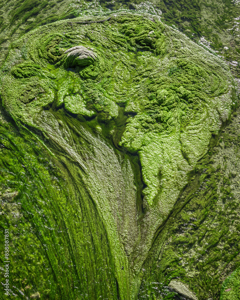 Green algae in a mountain river highlight environmental issues ...