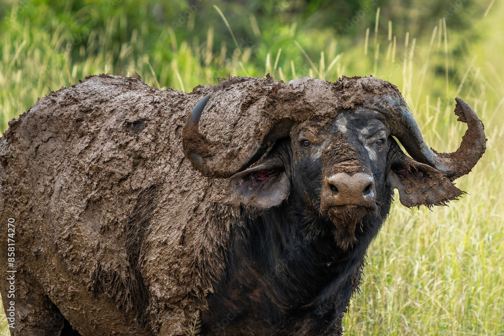 African Buffalo Bull rolling in the mud in the Kruger National Park ...