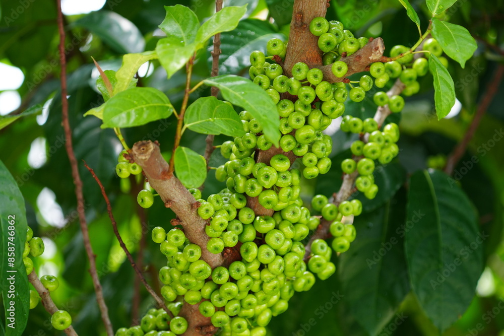 Ficus variegata is a species of fig tree that is native to parts of ...