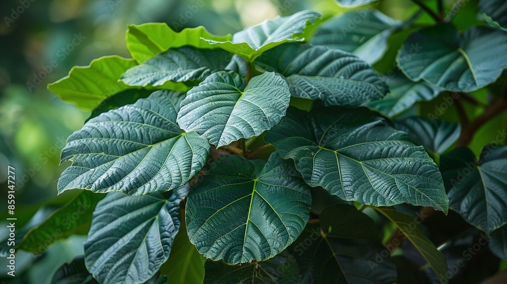 Jamaican Blue Mahoe A tree with striking bluegreen wood and broad ...