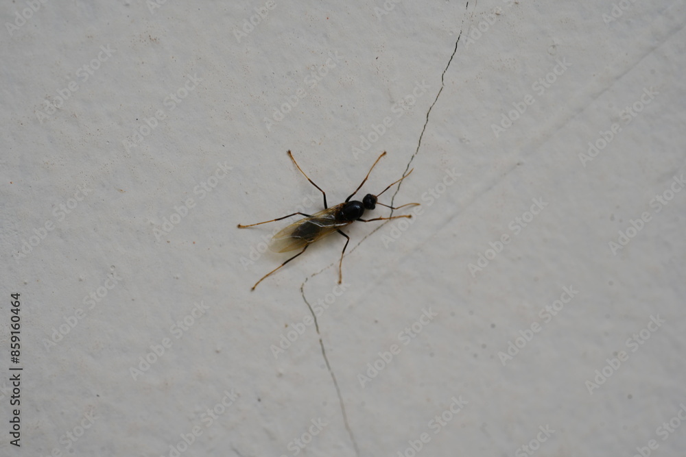 Flying carpenter ants are the winged reproductive members of the ...