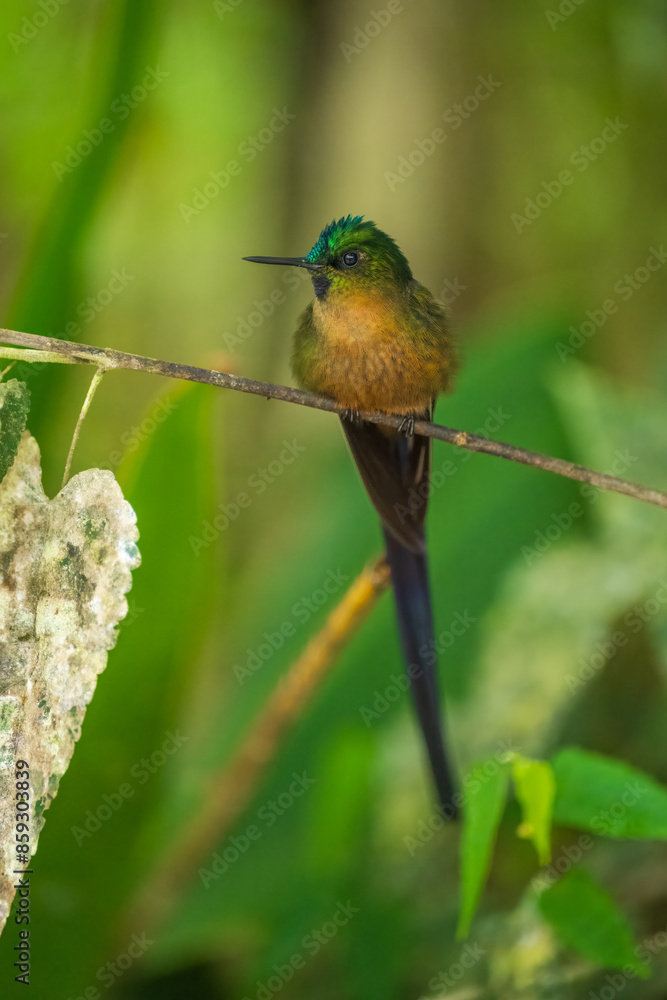 Violet-tailed Sylph - Aglaiocercus coelestis, beautiful long tailed ...