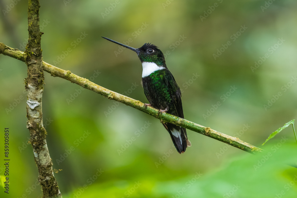 Collared Inca - Coeligena torquata hummingbird found in humid Andean ...
