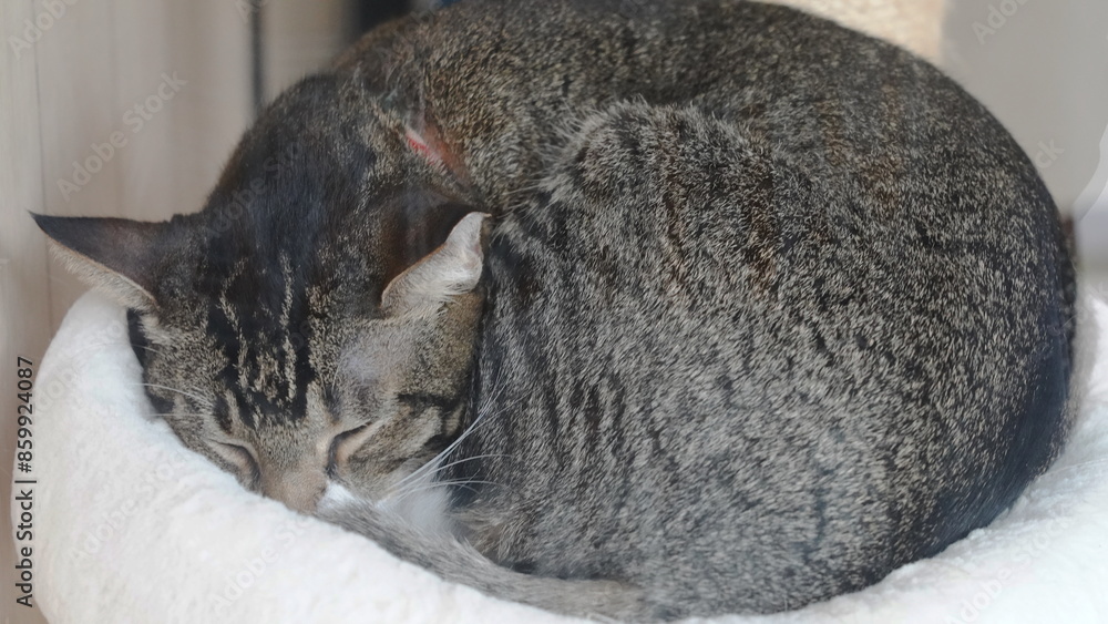 Tabby cats are one of the most common and recognizable types of ...