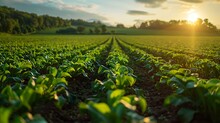 Crops On Farm Free Stock Photo - Public Domain Pictures