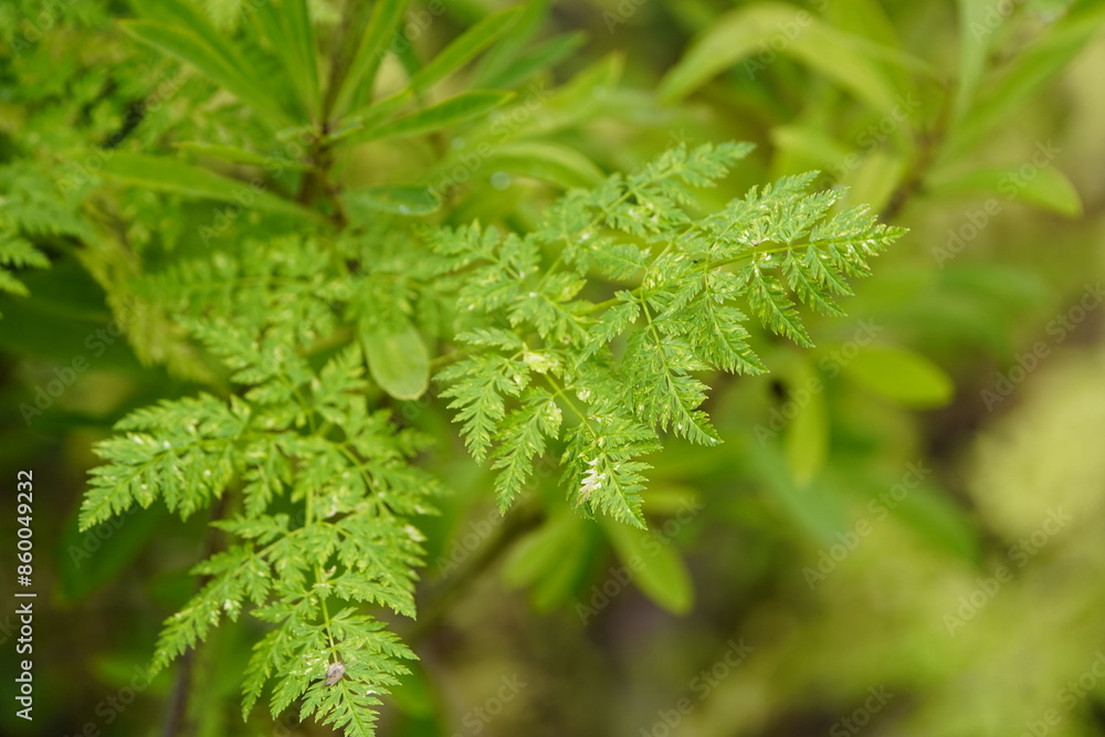 Conium maculatum, known as hemlock (British English), or poison hemlock ...