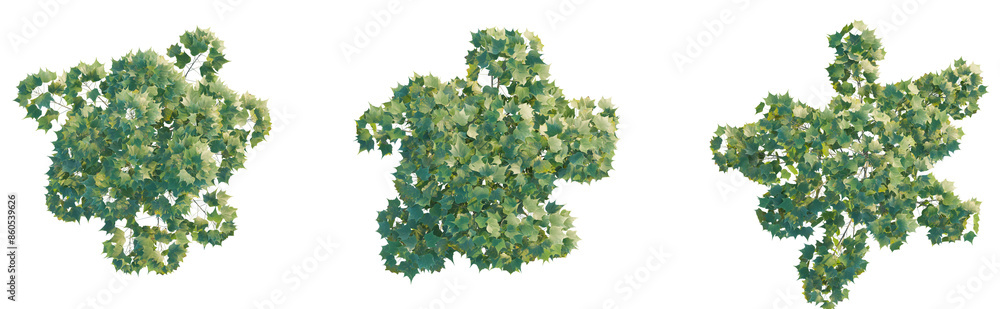 Hibiscus mutabilis tree plan top view 4k png cutout isolate Stock Photo ...