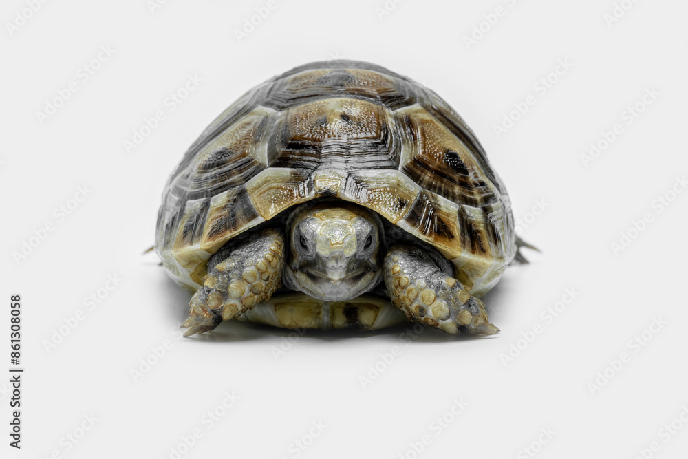 Juvenile Golden Greek Tortoise (Testudo graeca terrestris). As they ...