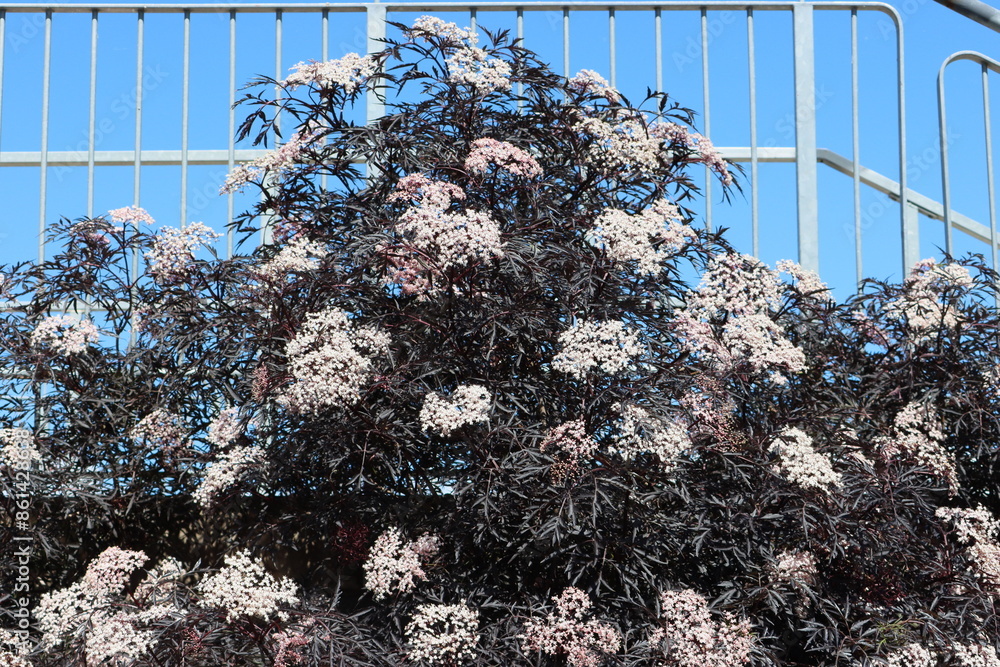 Sweden. Sambucus nigra is a species complex of flowering plants in the ...