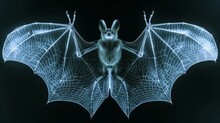 Bat Skeleton Free Stock Photo - Public Domain Pictures