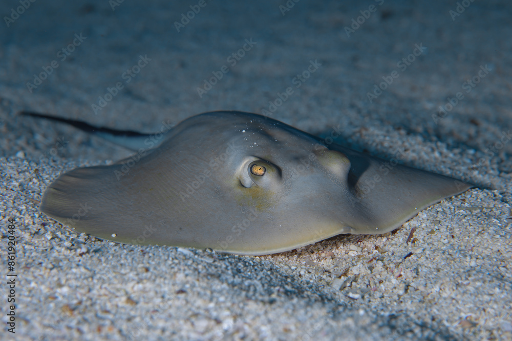Common sting ray from Cyprus Stock Photo | Adobe Stock