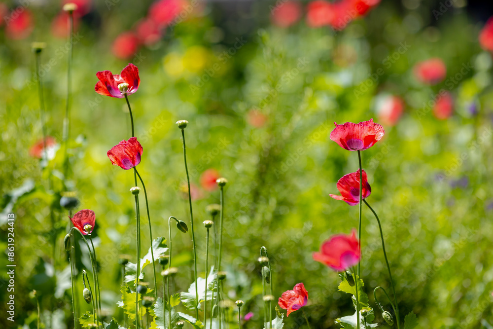 Selective focus of Papaver somniferum in spring, Commonly known as the ...