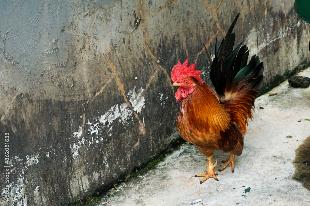 Bantam breed chicken. The Serama (Malay: Ayam Serama), also called the ...