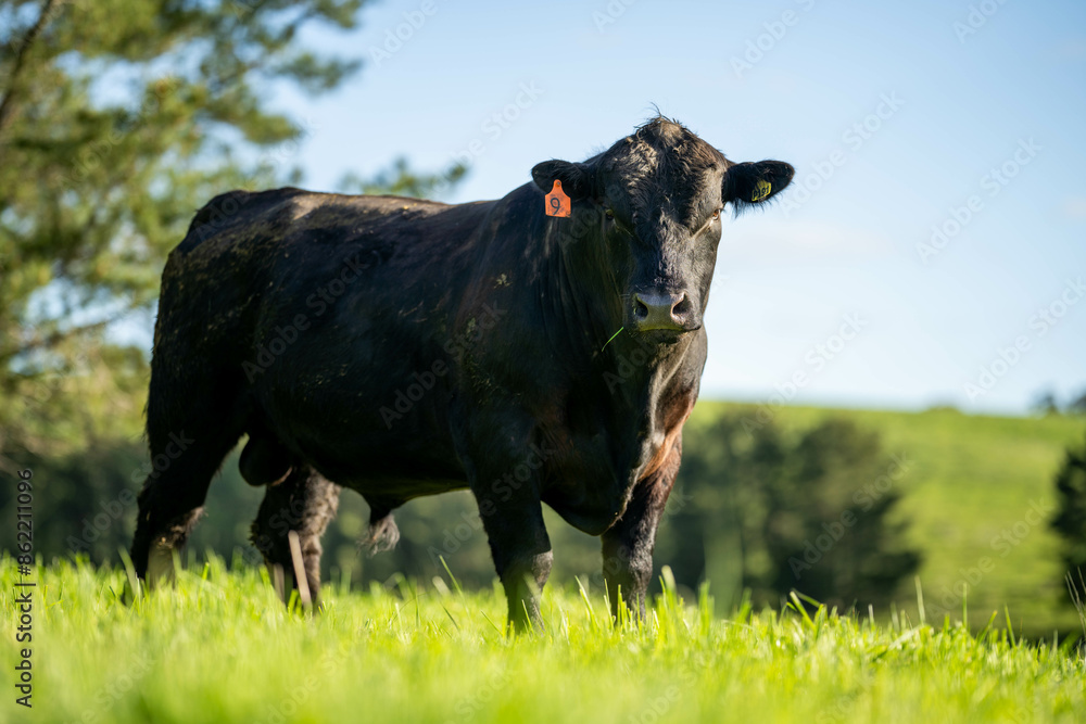 stud wagyu bull in a sustainable agriculture field in summer. fat ...