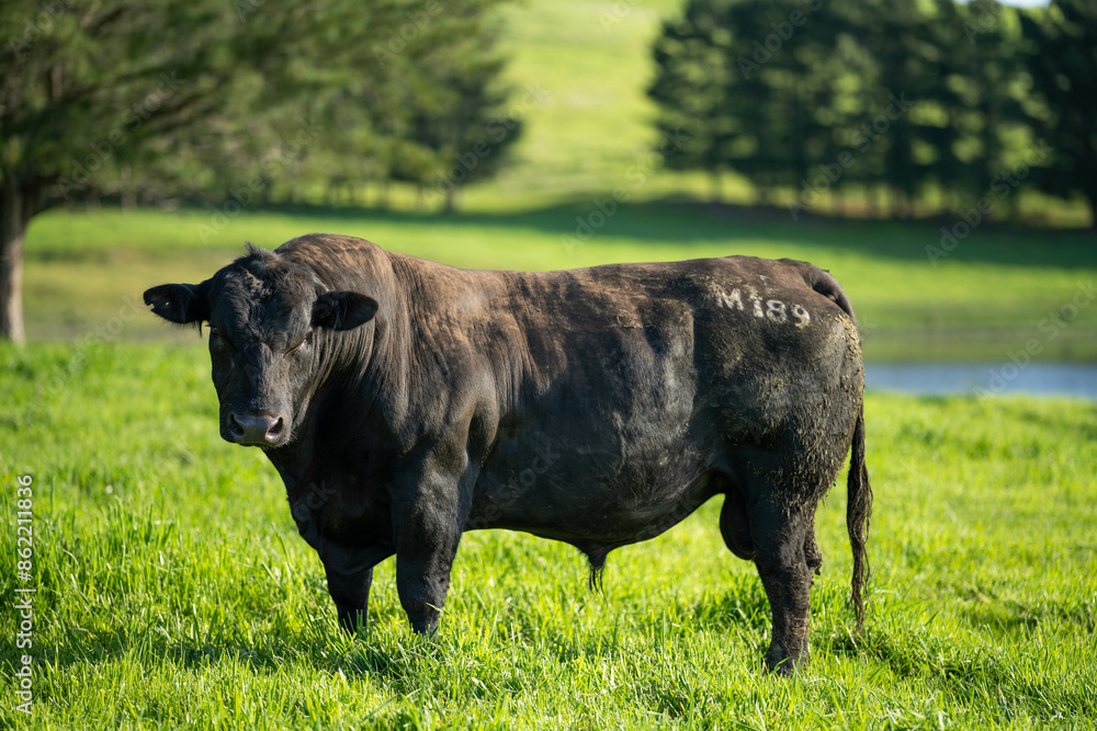 stud wagyu bull in a sustainable agriculture field in summer. fat ...