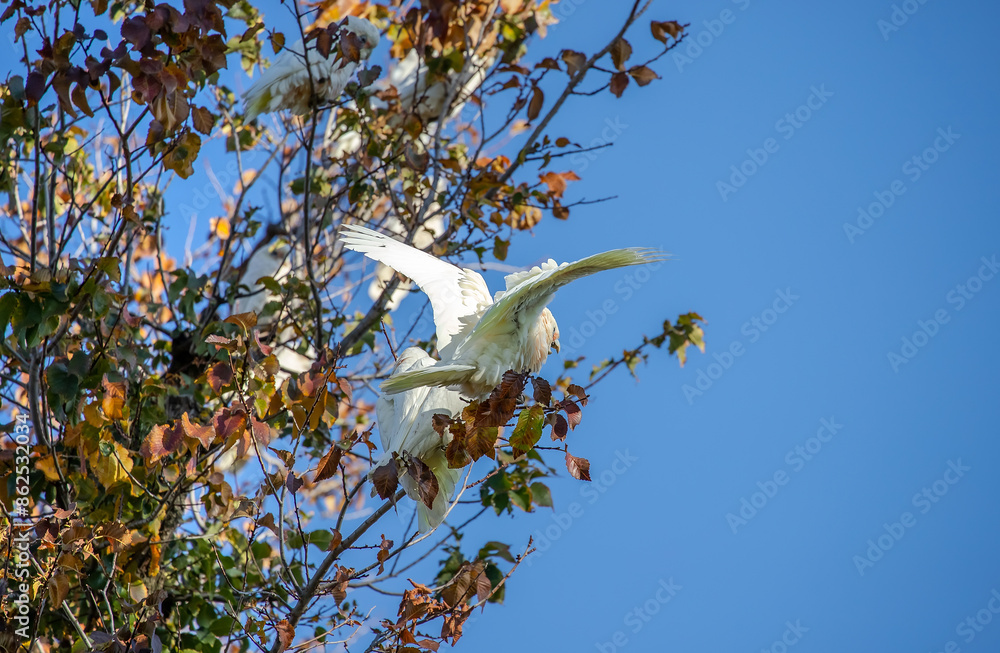 Several white Little Corella parrots sit on green tree branch in blue ...