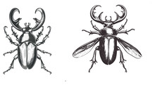 Beetle Vintage Art Old Free Stock Photo - Public Domain Pictures