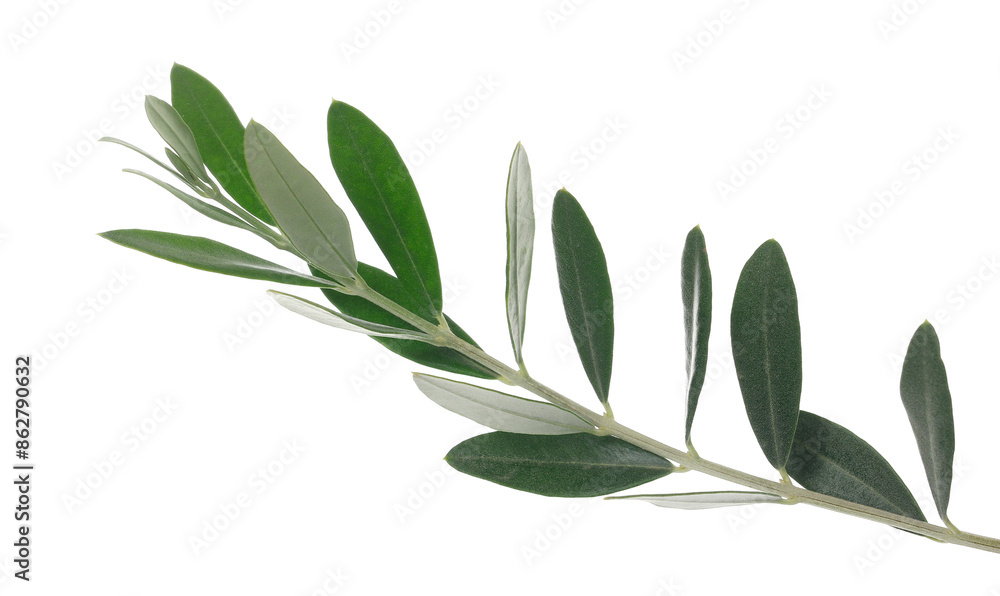 Olive tree, twigs with fresh green leaves isolated on white, clipping ...