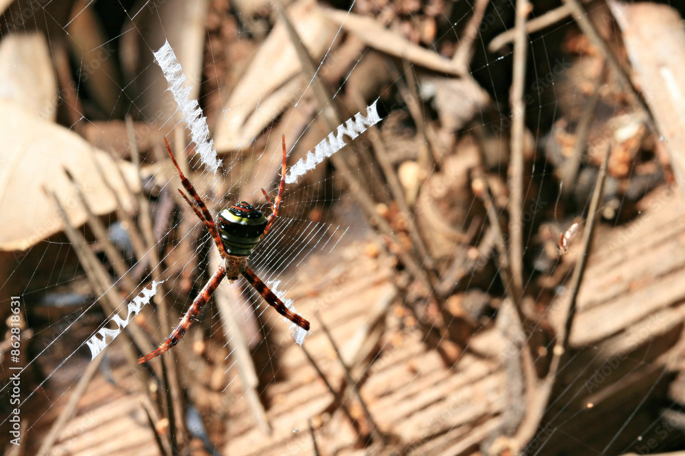 The St. Andrews Cross Spider (Argiope keyserlingi) is a common species ...