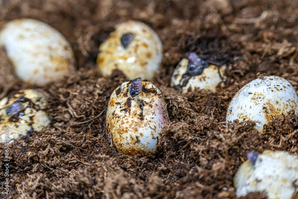 Foto de Stock Snakes hatch from eggs. Snake head coming out from the ...