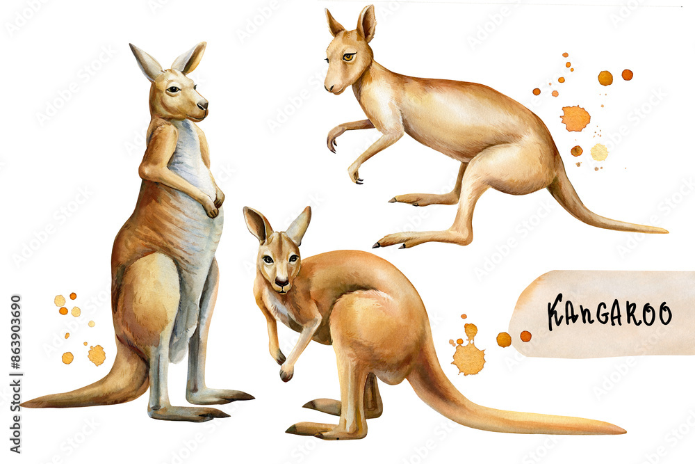 kangaroo Australian animals set watercolor isolated white background ...