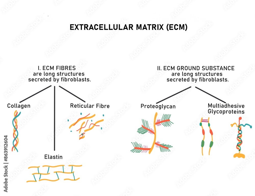 Components Of Extracellular Matrix Stock Illustration Adobe Stock