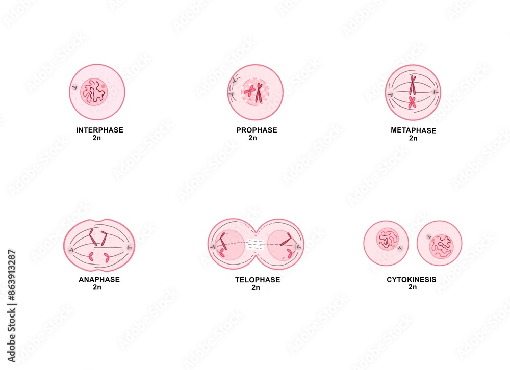 Mitosis is a process where a single cell divides into two identical ...