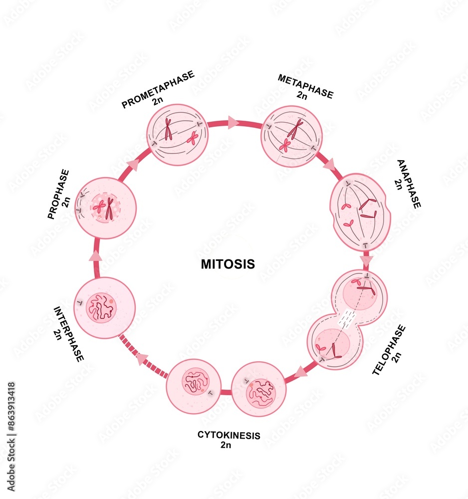 Mitosis is a process where a single cell divides into two identical ...