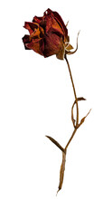 Withering Rose Free Stock Photo - Public Domain Pictures