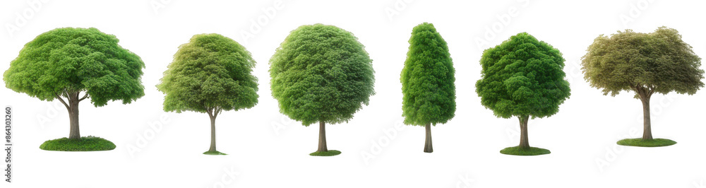 Collection of six different types of trees in various shapes and sizes ...