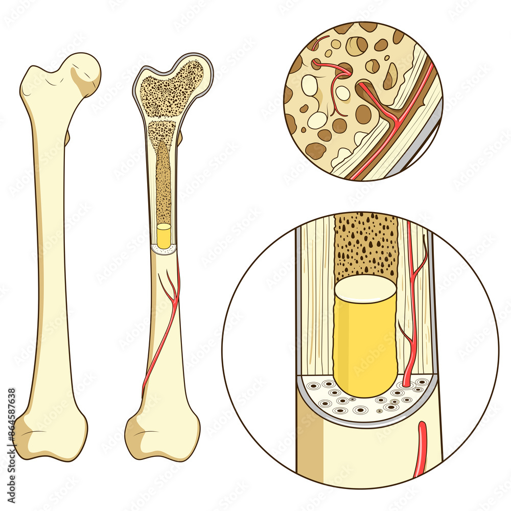 Bone structure medical educational science PNG illustration. Bone ...