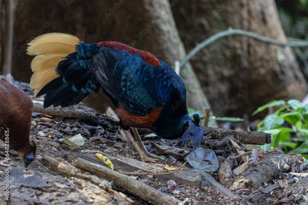 A magnificent Bornean Crested Fireback, scientifically known as Lophura ...