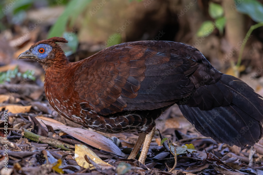 A magnificent Bornean Crested Fireback, scientifically known as Lophura ...