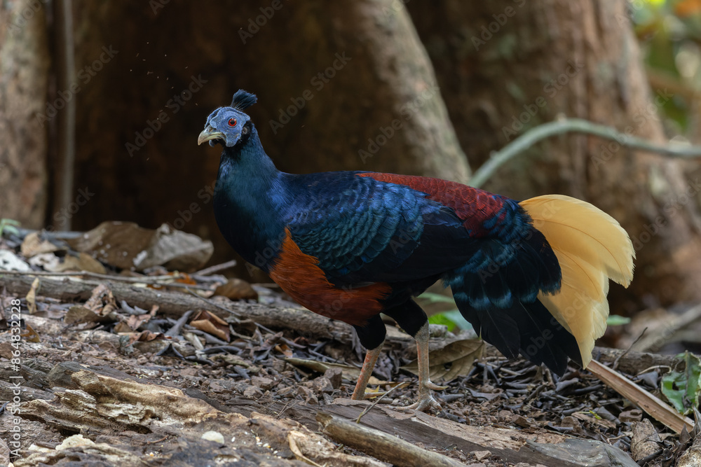 A magnificent Bornean Crested Fireback, scientifically known as Lophura ...