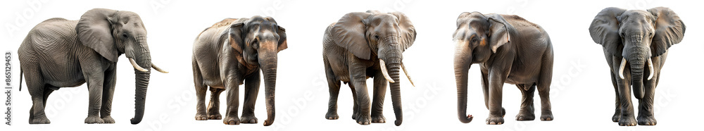 Elephant set PNG. Elephant PNG. African elephant looking into the ...